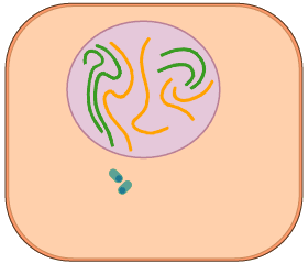CELIJSKA REPRODUKCIJA, CELIJSKI CIKLUS | SEMINARSKI RAD IZ BIOLOGIJE